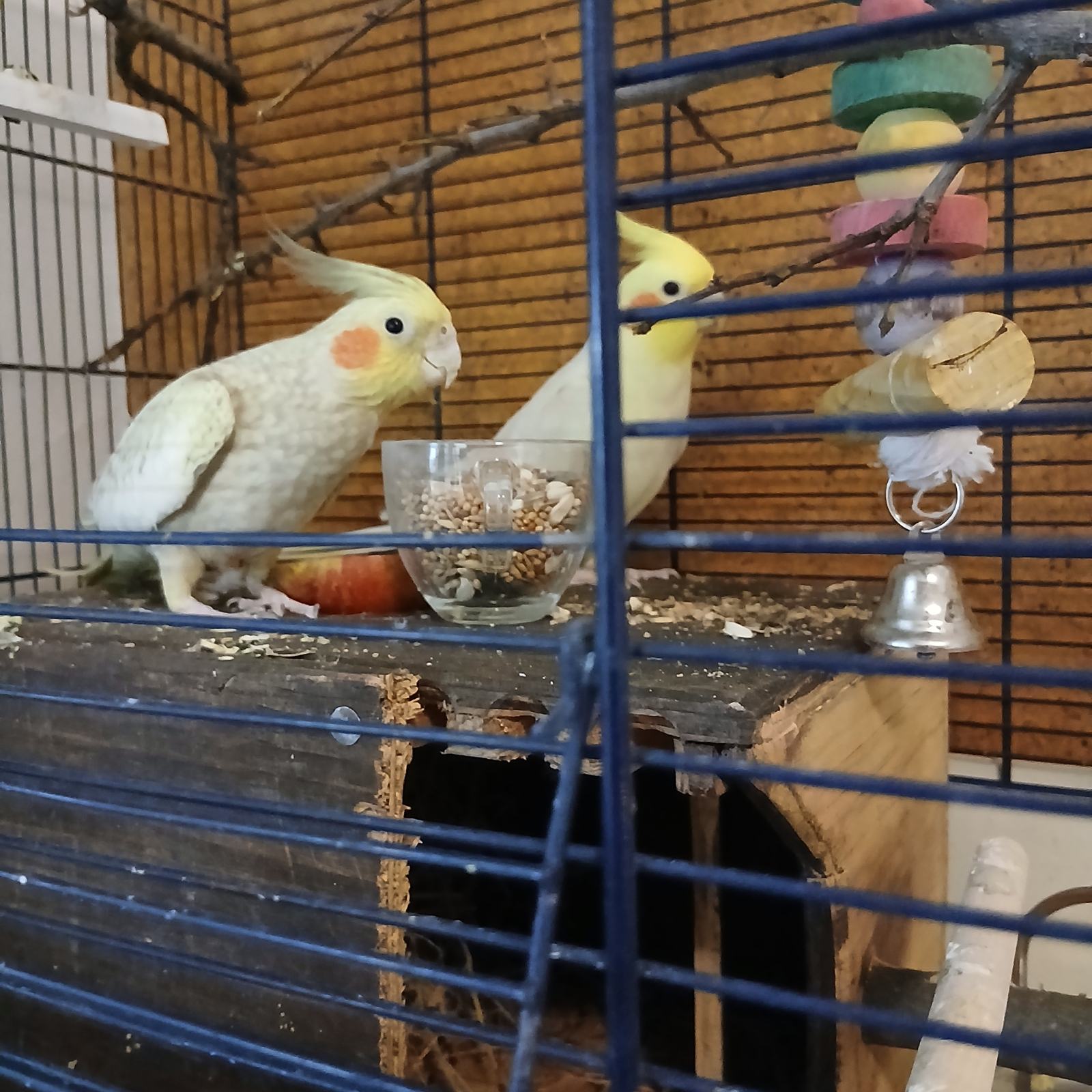 Nimfe