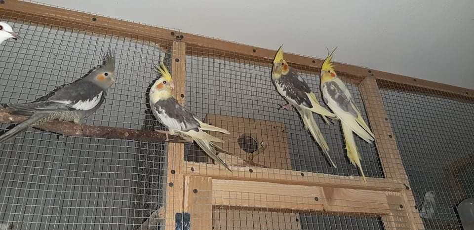 Nimfe, tigrice i kozice prodajem.