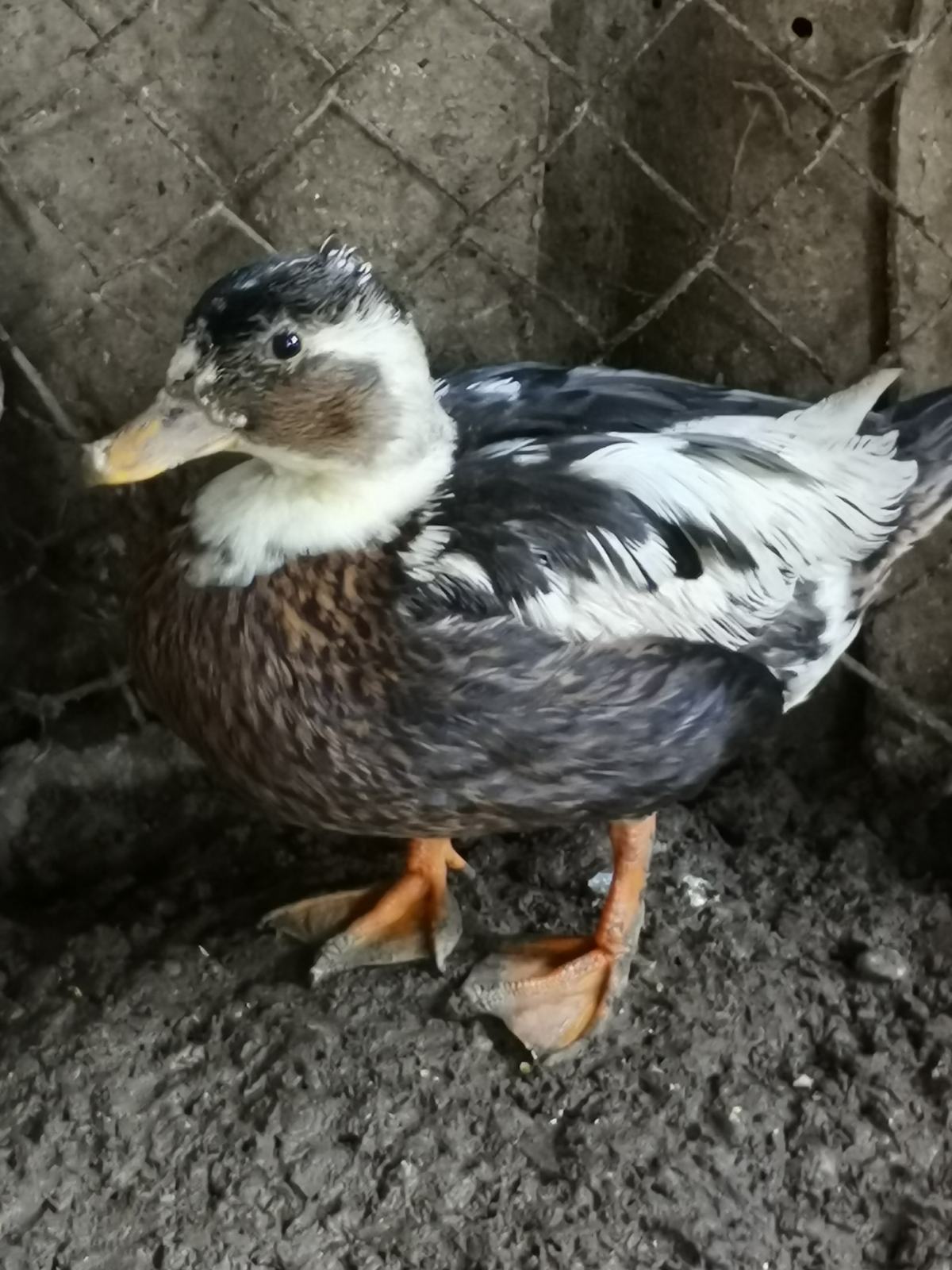 DOMAĆE NJEMAČKE MINI IZLOŽBENE PATKE