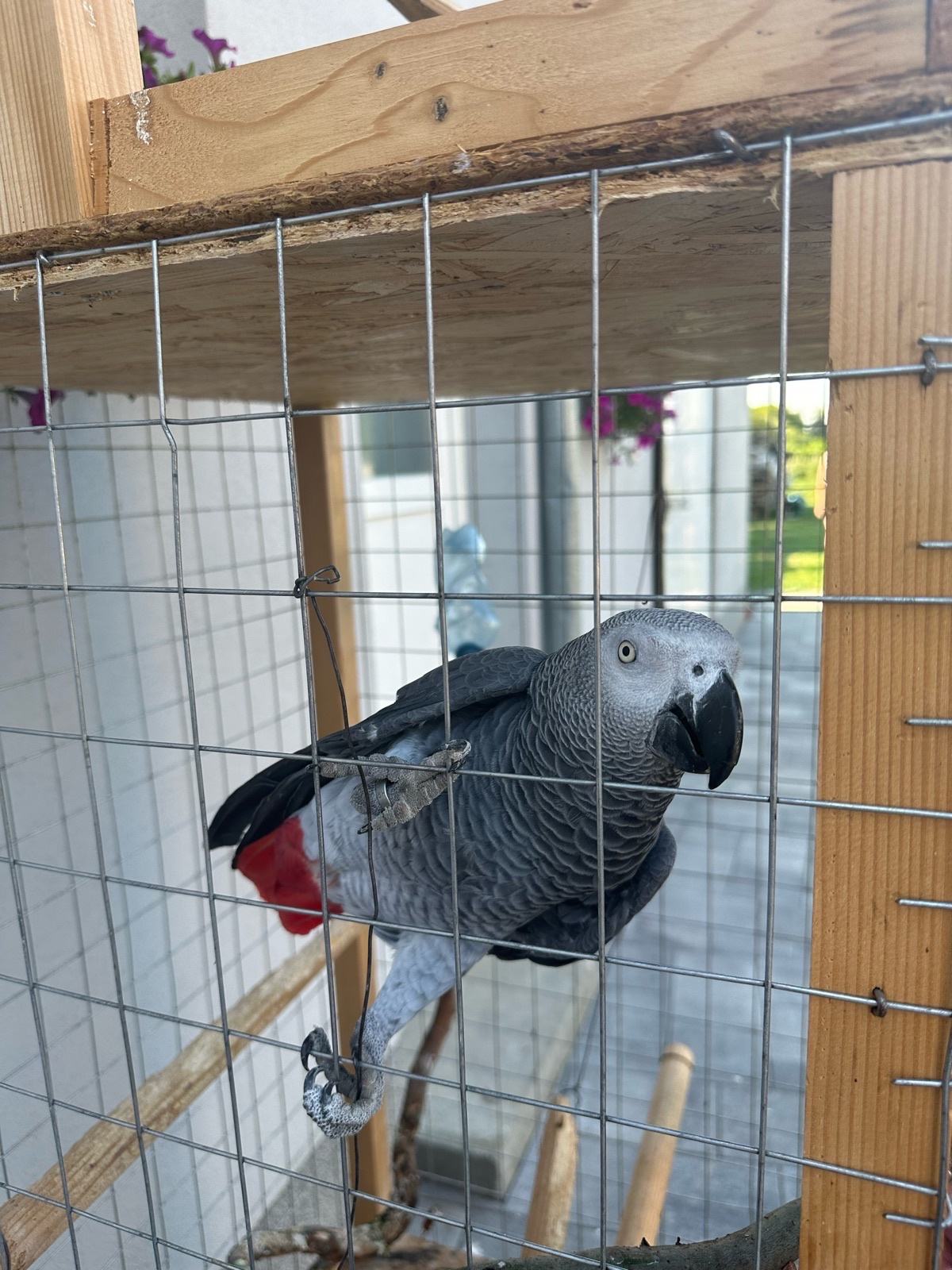 Papagaj žako star 4 godine