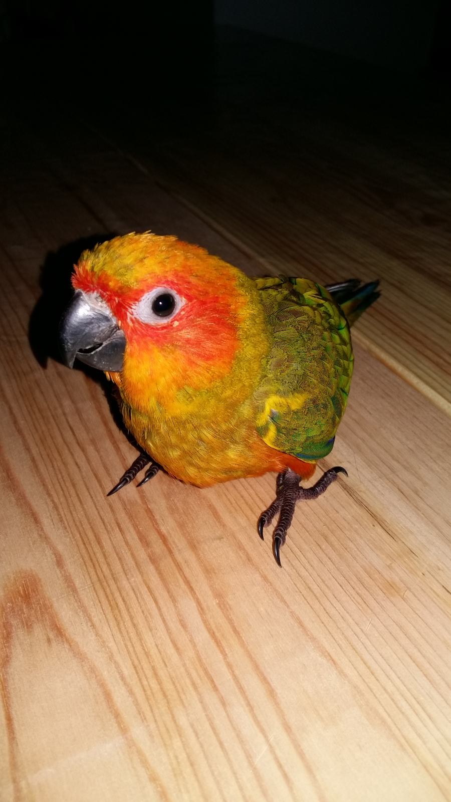 Papiga Aratinga