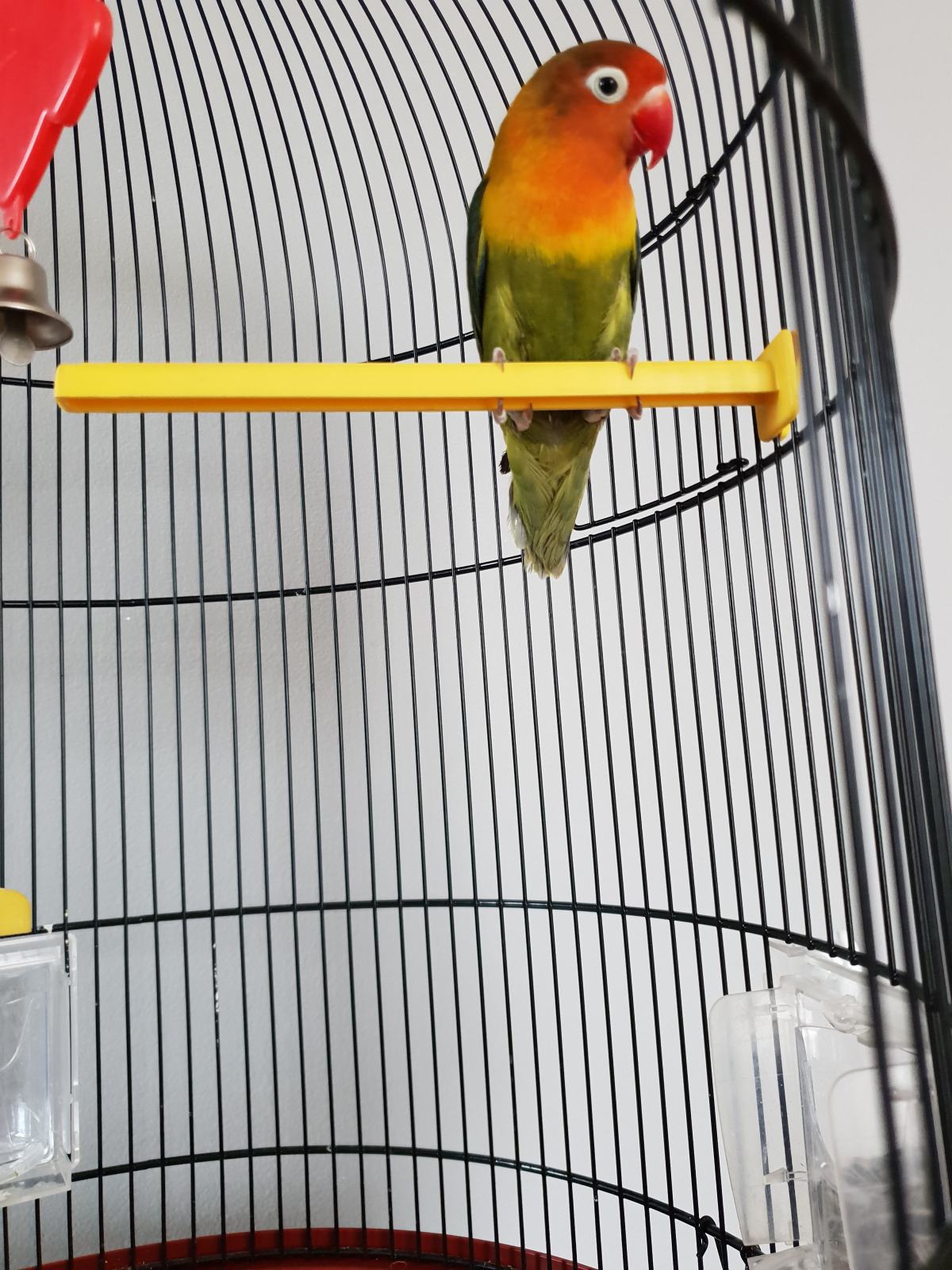 Papiga Fisher sa krletkom