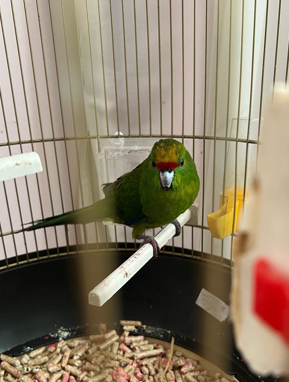 Poklanjamo papigu Slavka