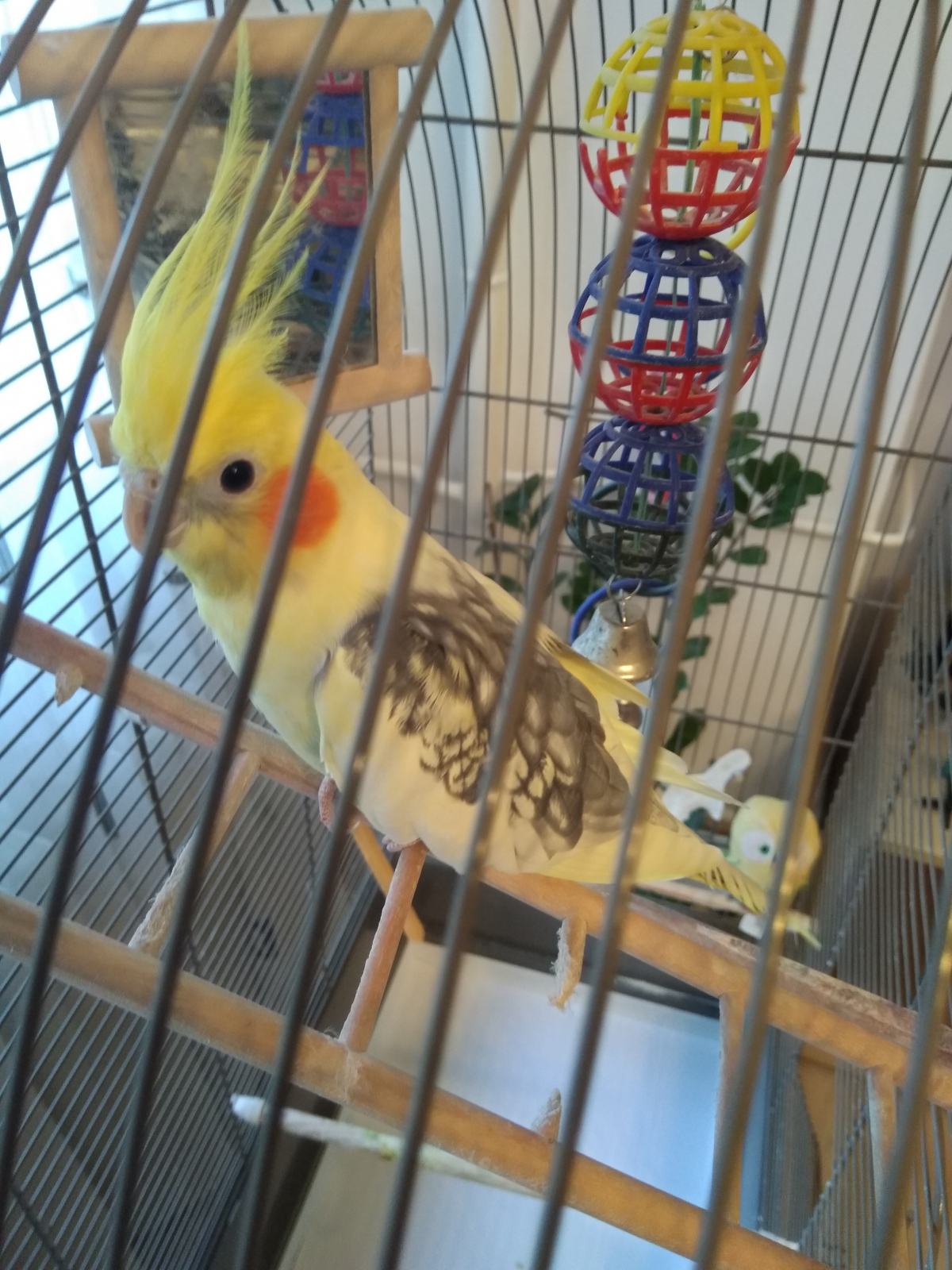 Papiga nimfa+ krletka s postoljem