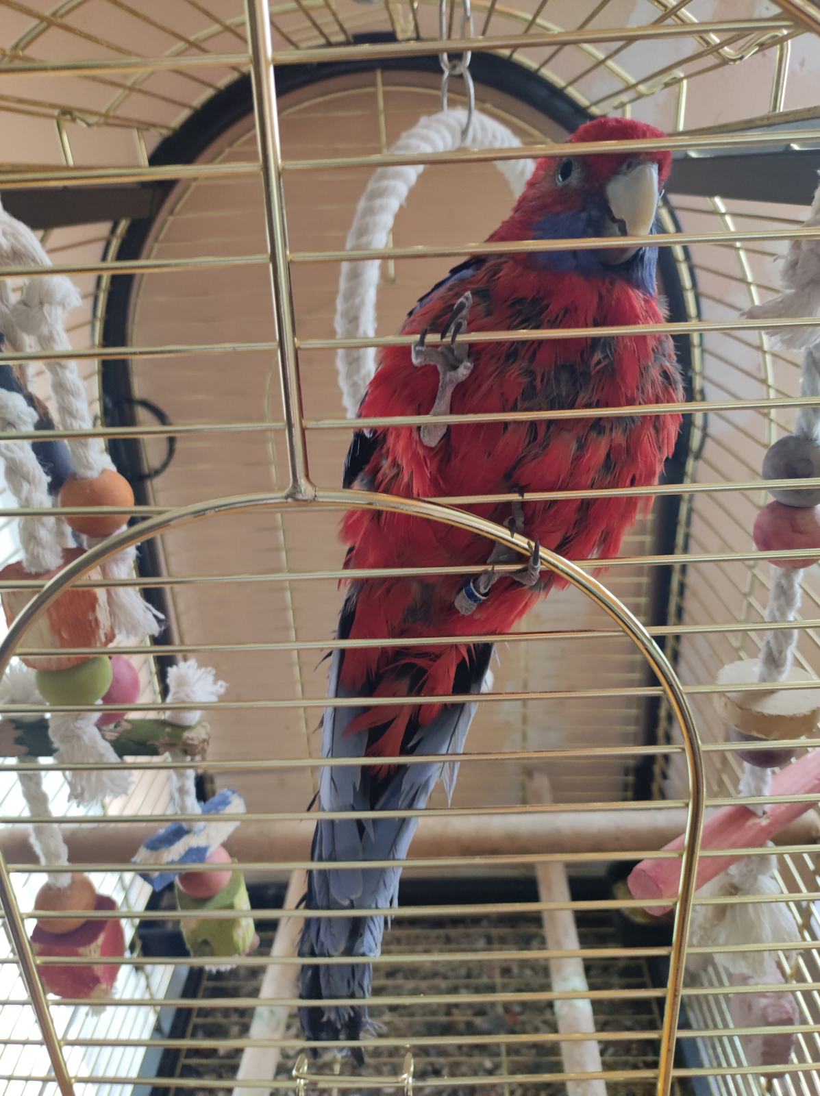 PAPIGA- PENANT MLADA MUŠKI STAR 2g. SA VELIKIM KAVEZOM U KOMPLETU