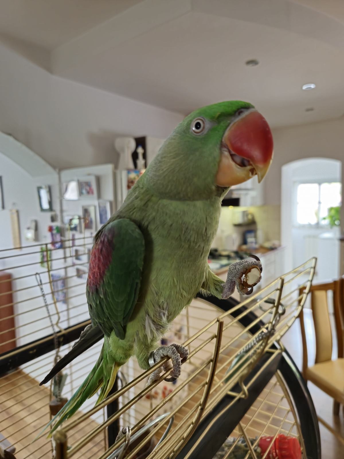 Papiga veliki aleksandar + KAVEZ