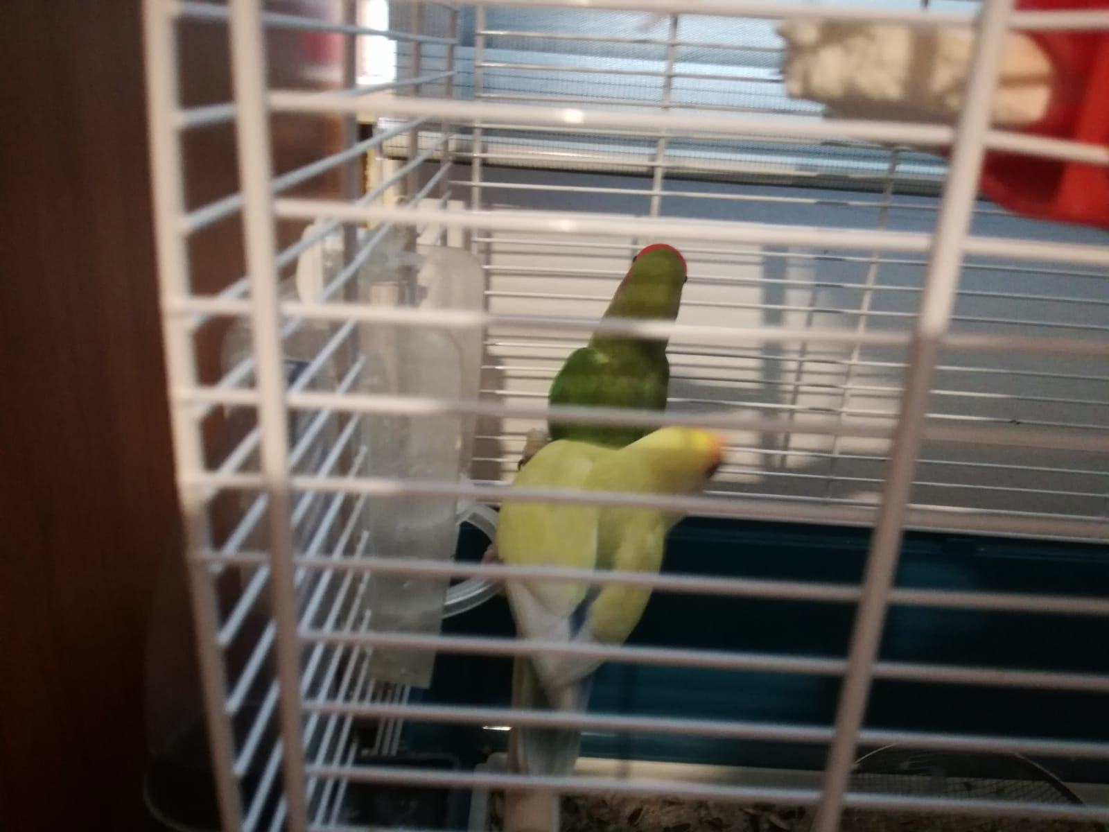 Papige agapornis sa krletkom