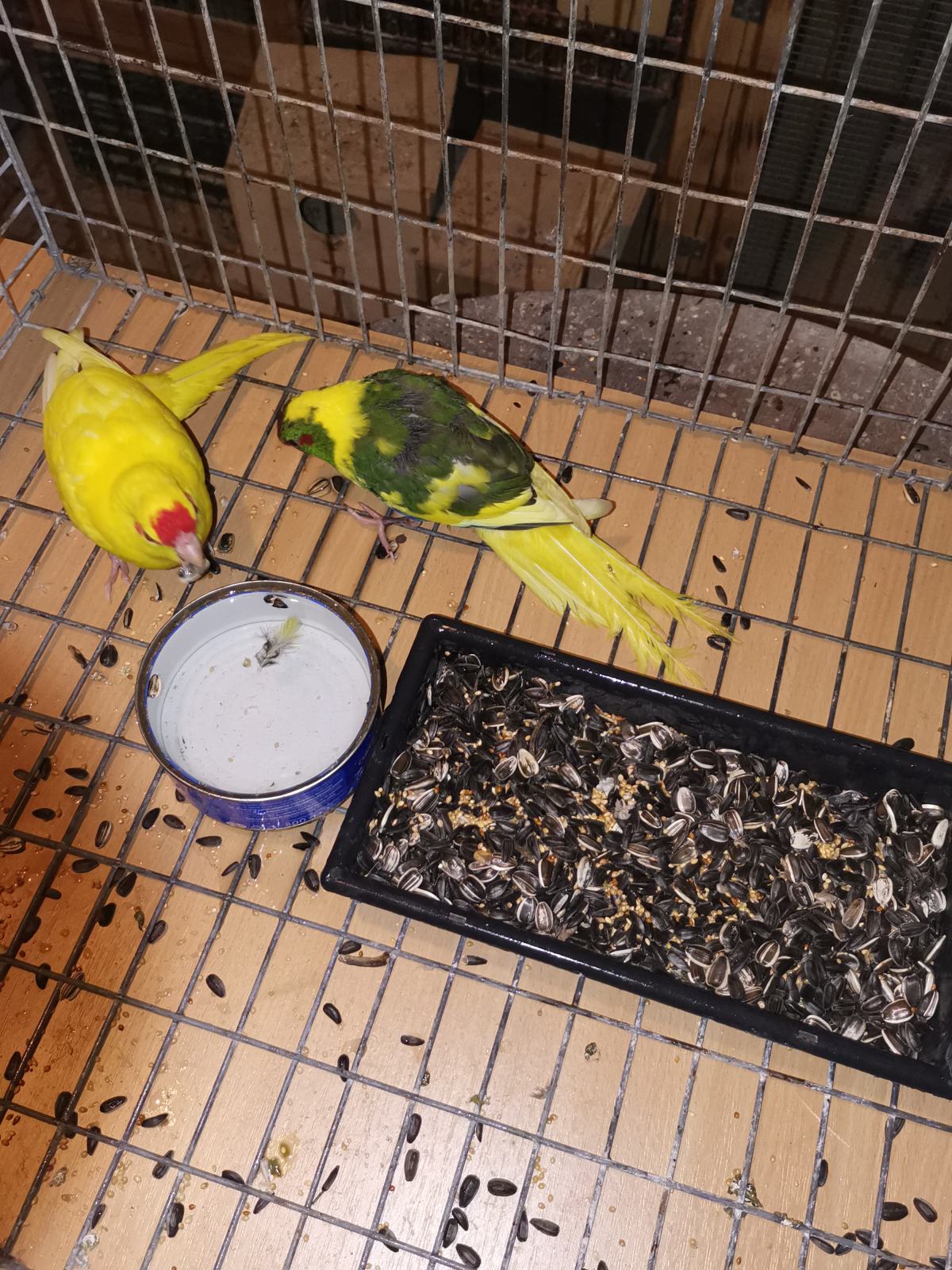 PAPIGE KOZICE - KAKARIKI