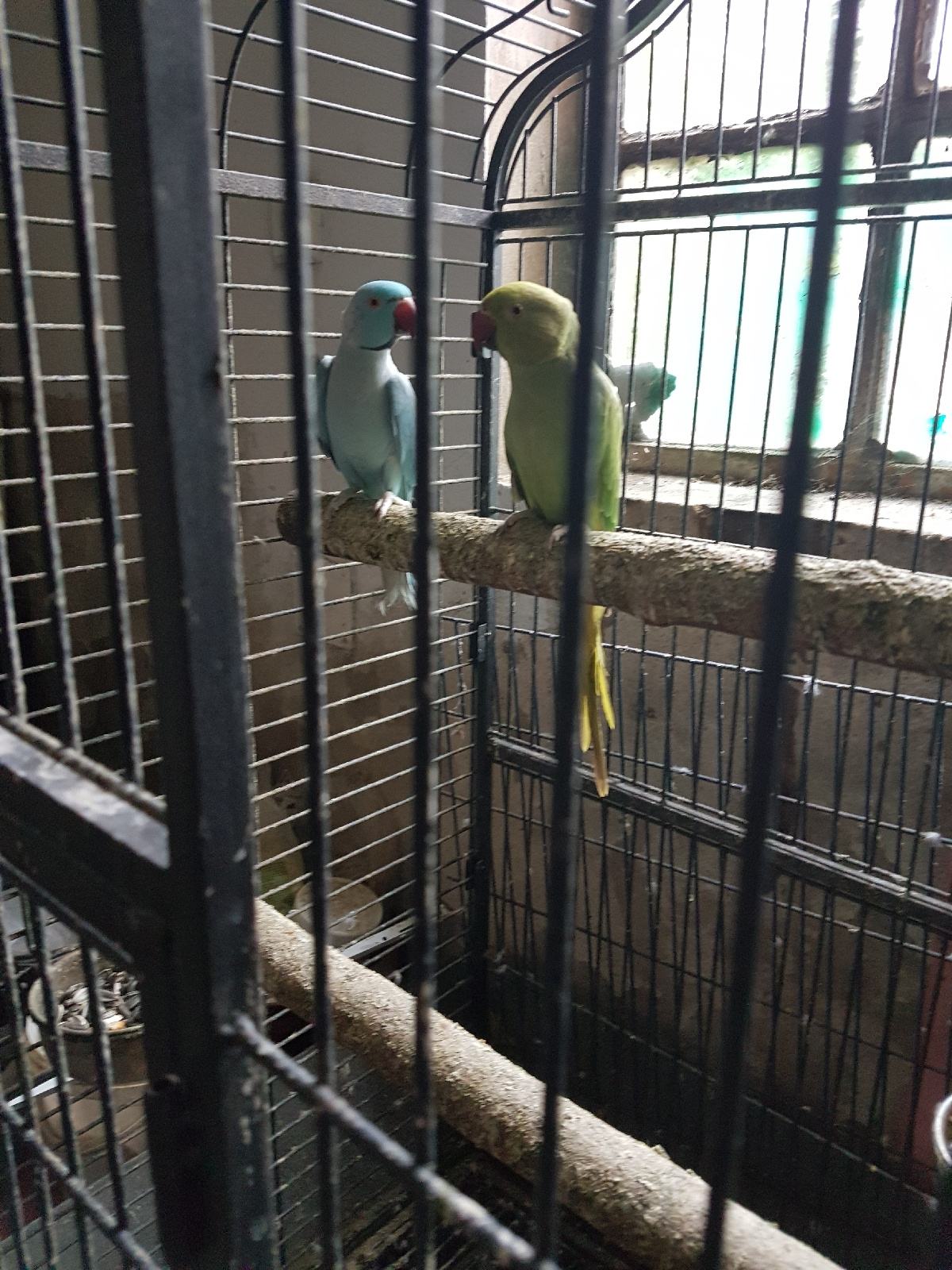 PAPIGE MALE ALEKSANDRE