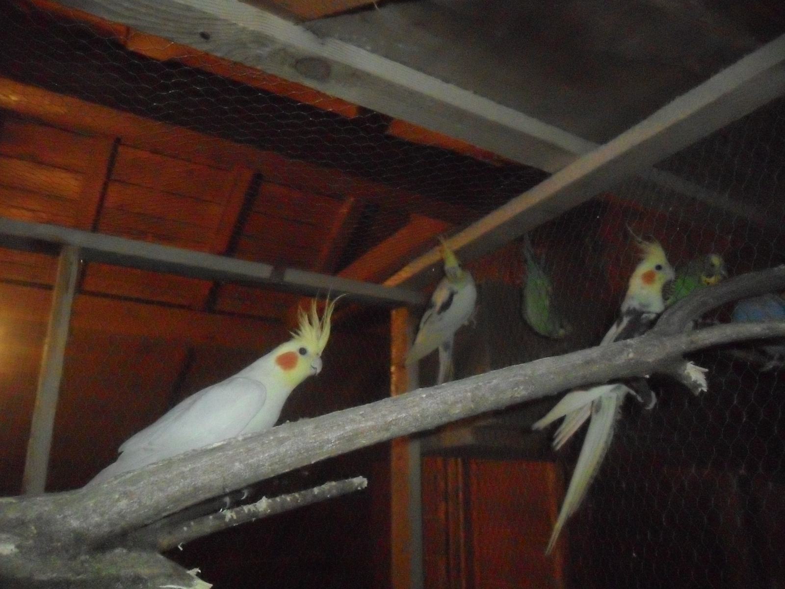 papige nimfe i tigrice