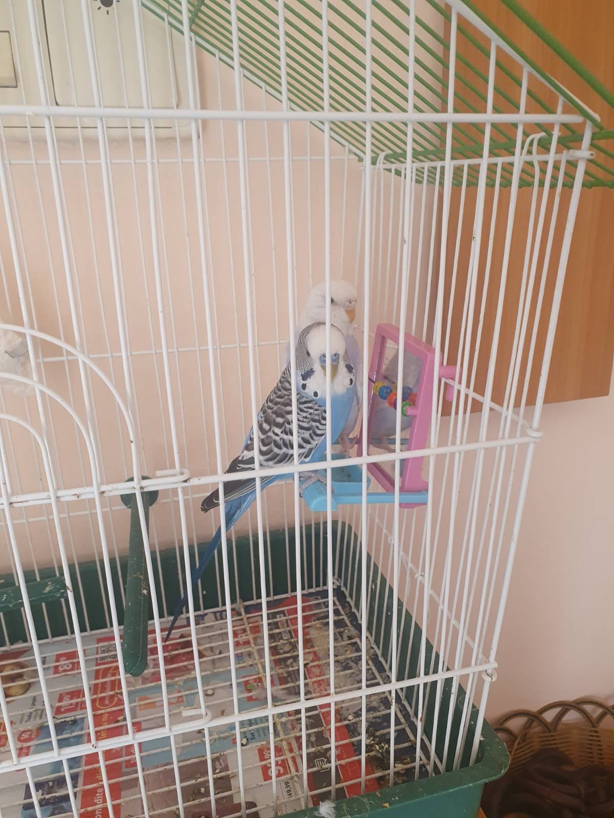 Papige tigrice i kavez/krletka