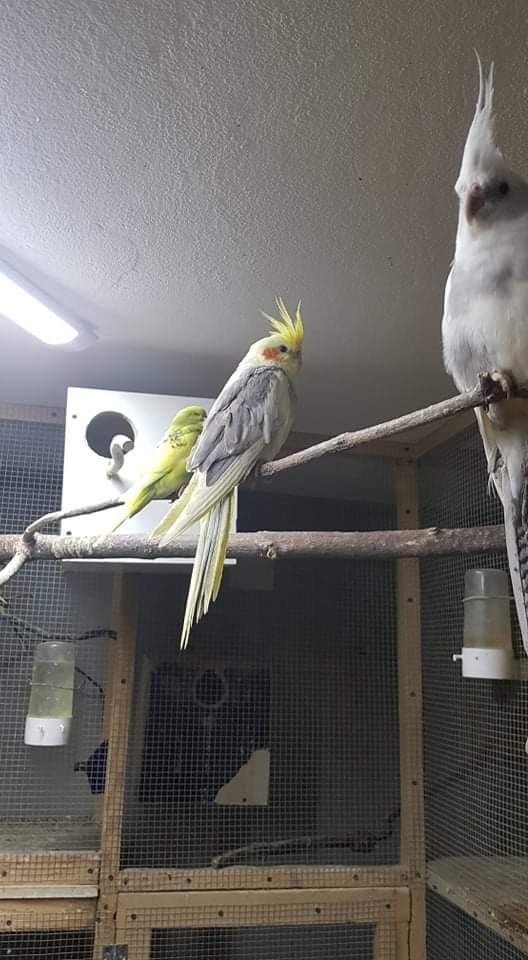 Papige tigrice i mužjak nimfe