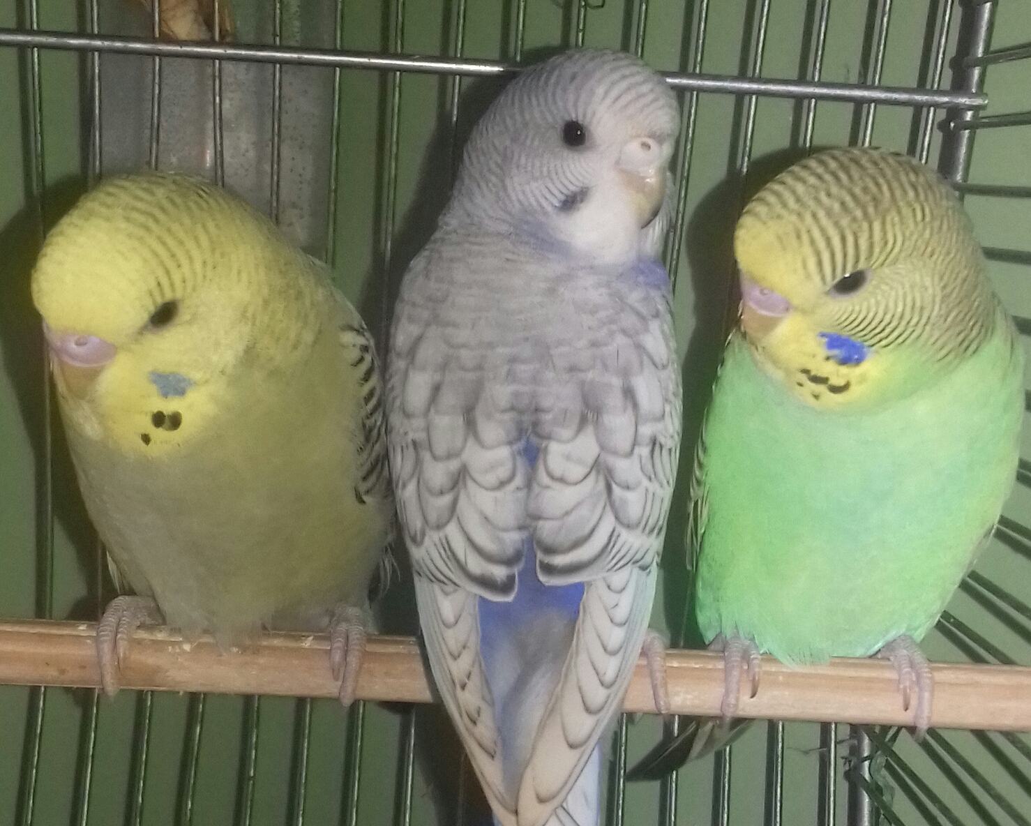 Papige tigrice i nimfe