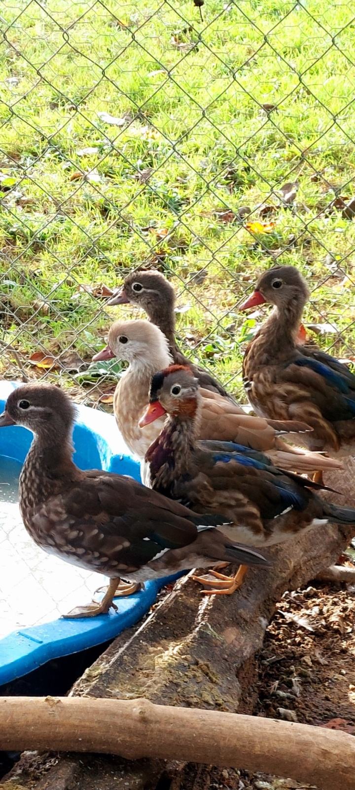 Patke mandarinke