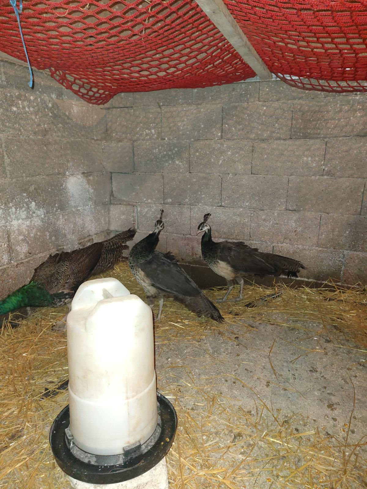 Paunovi prošlogodišnji