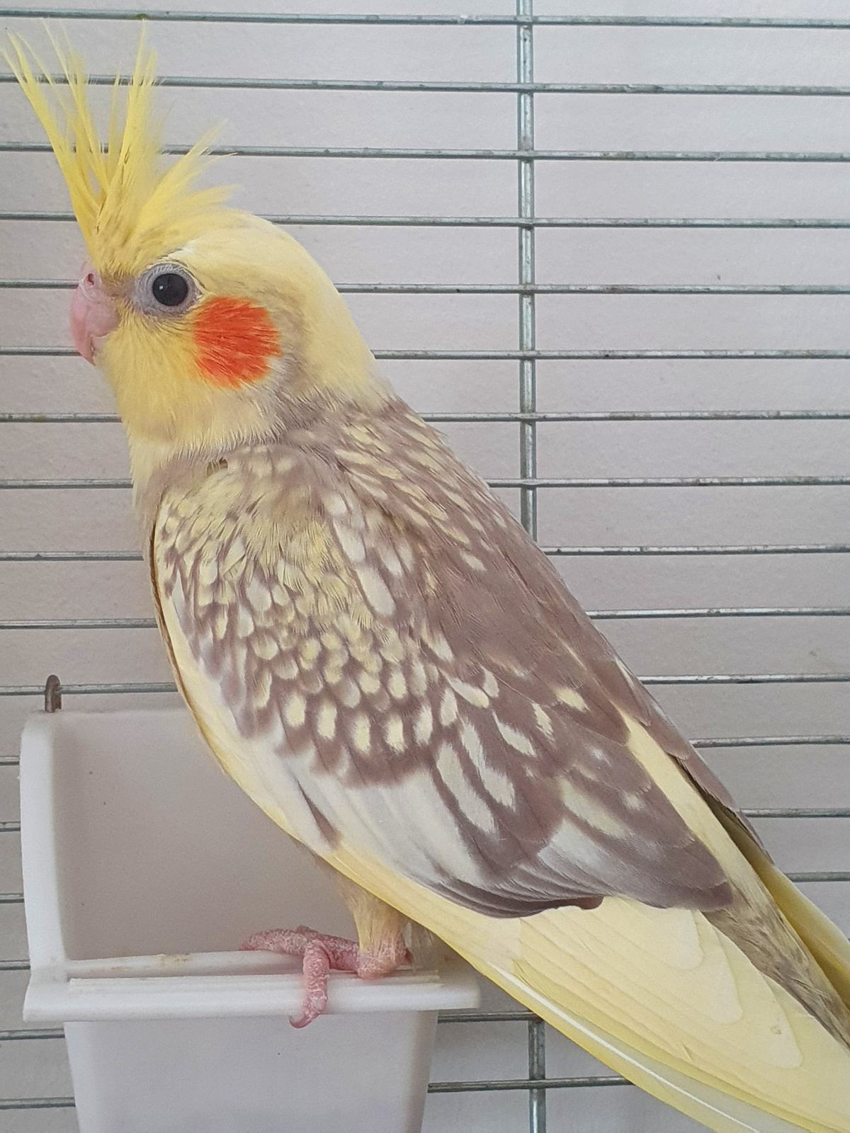 Pitome papige nimfe