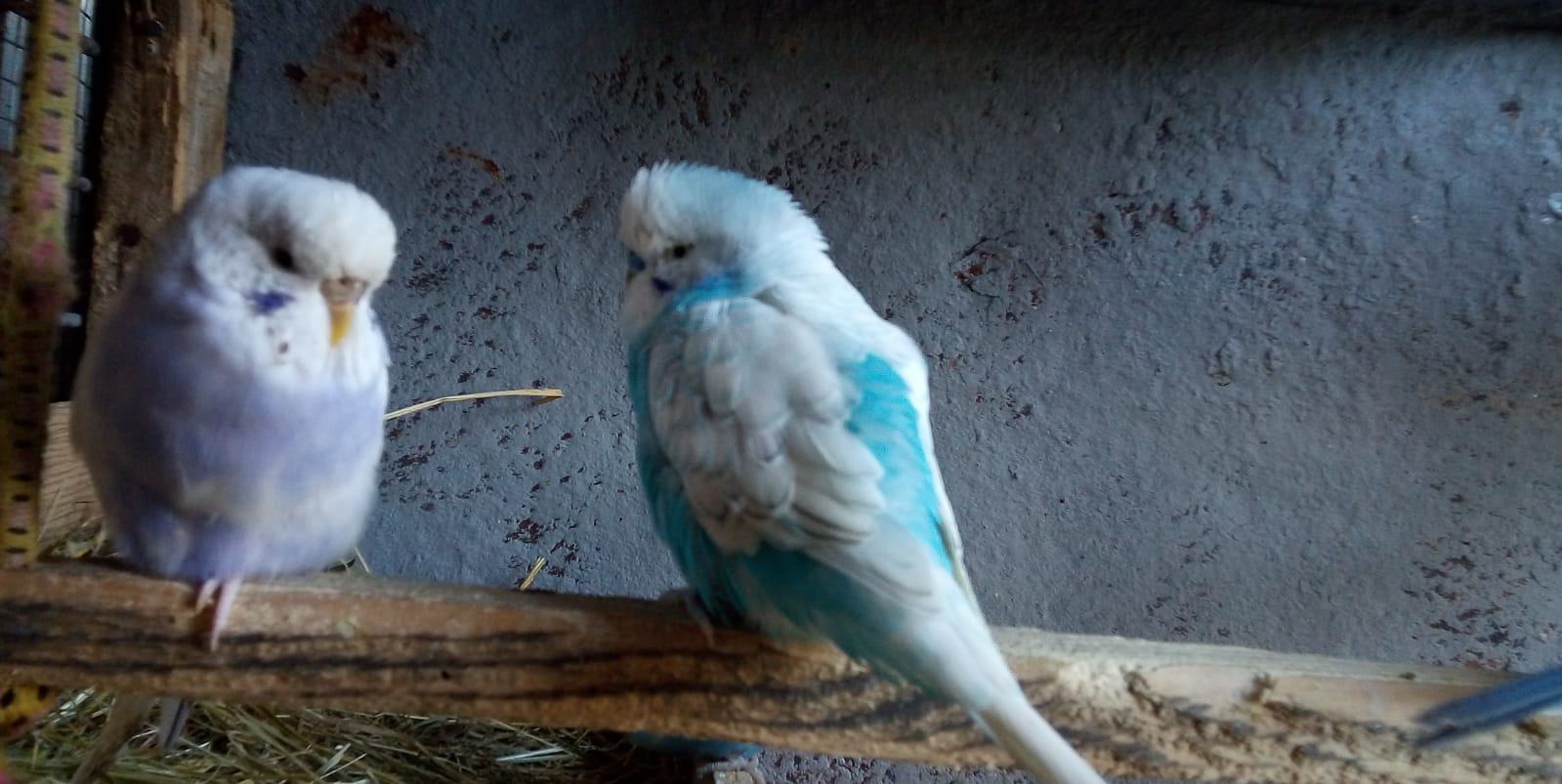 Pitome papige tigrice