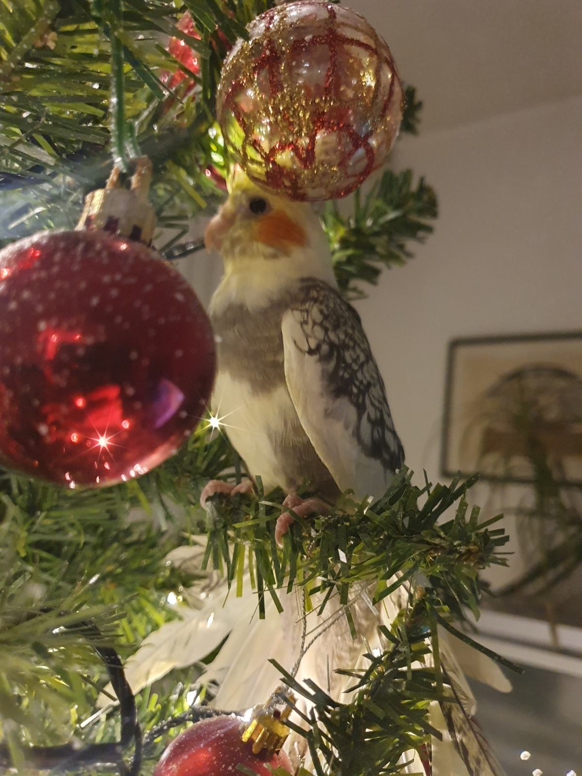 Pitome papigice nimfe