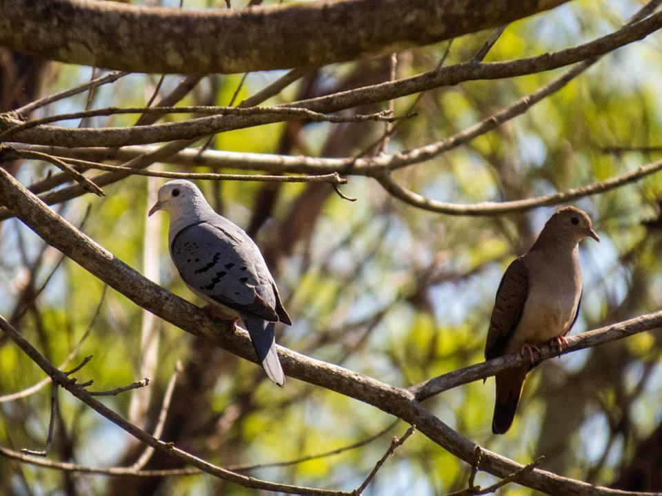 Plava podna grlica (Claravis pretiosa)