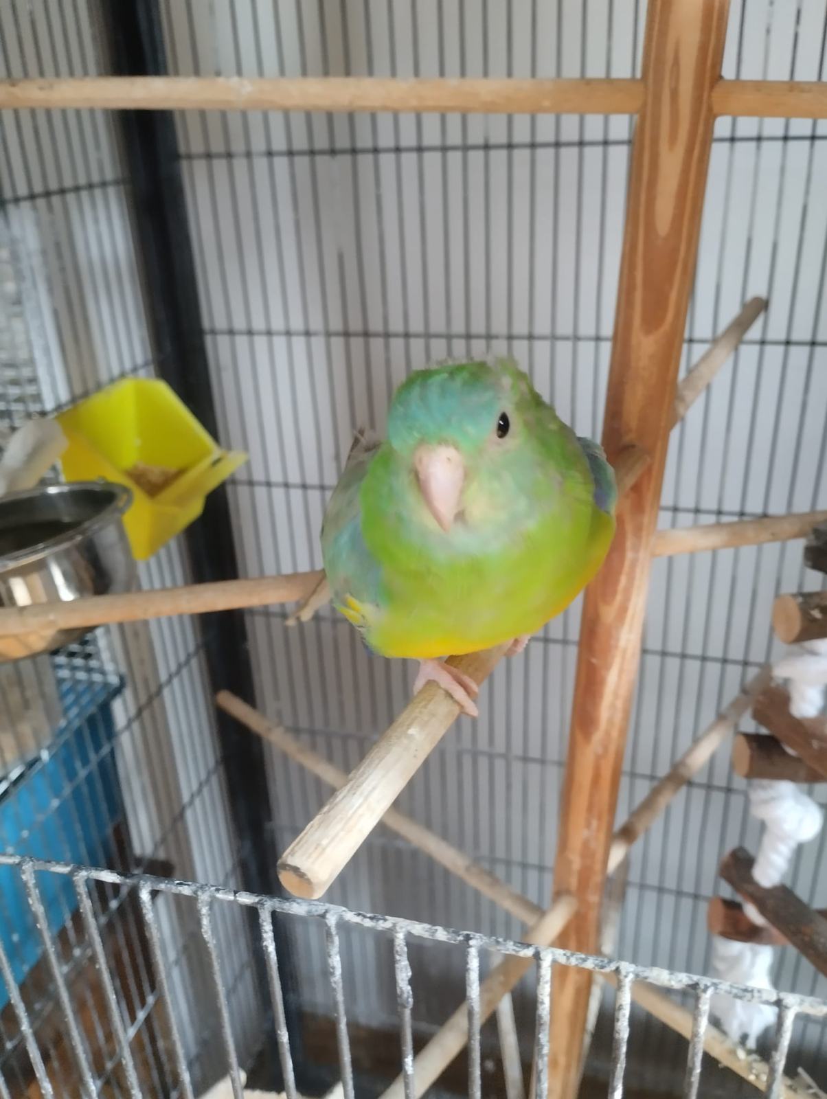 Prekrasna pjevajuća papiga