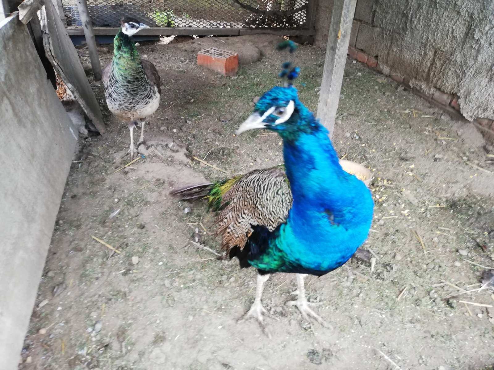 Prodaja paunova, kingova, zlatnih, srebrnih i dijamantnih fazana