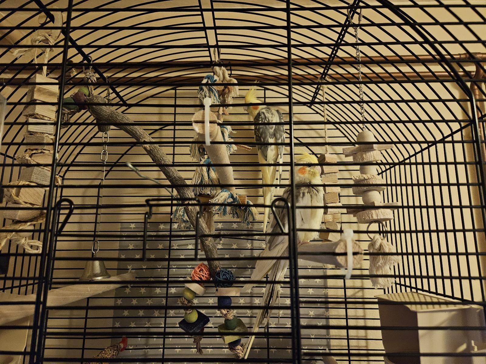 Prodajem 2 nimfe i krletku