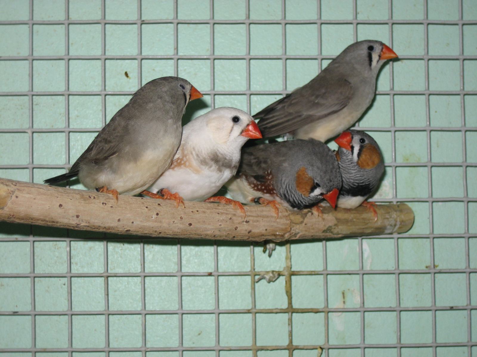 Prodajem Australske zebice