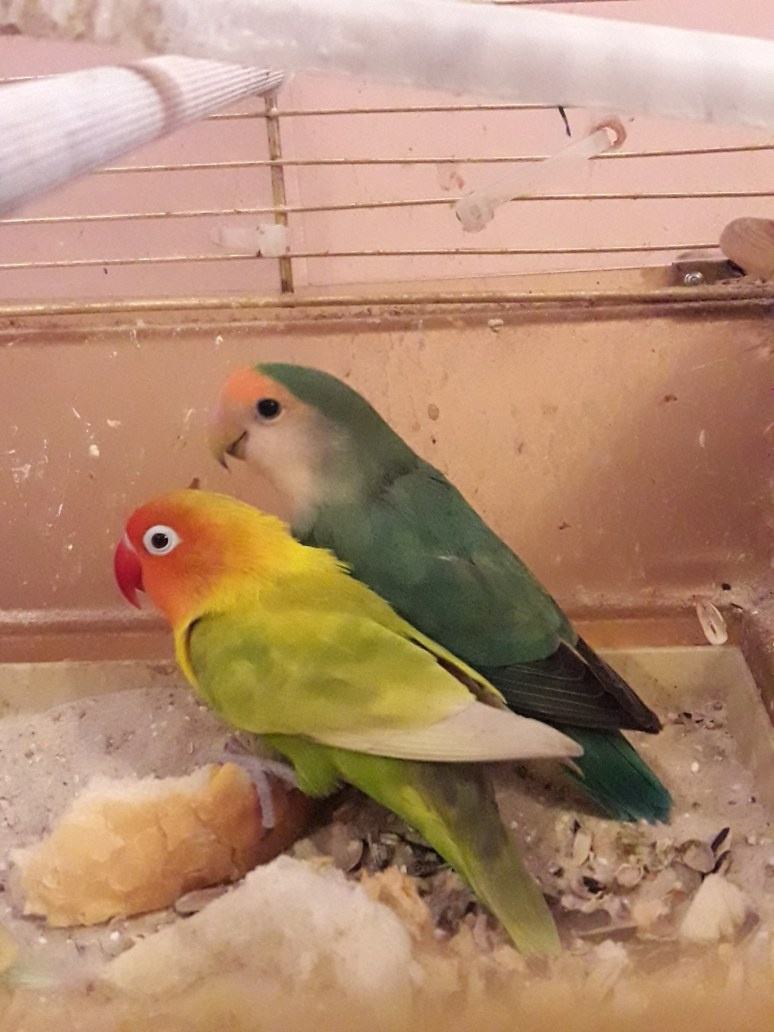 Prodajem FISHER papigice