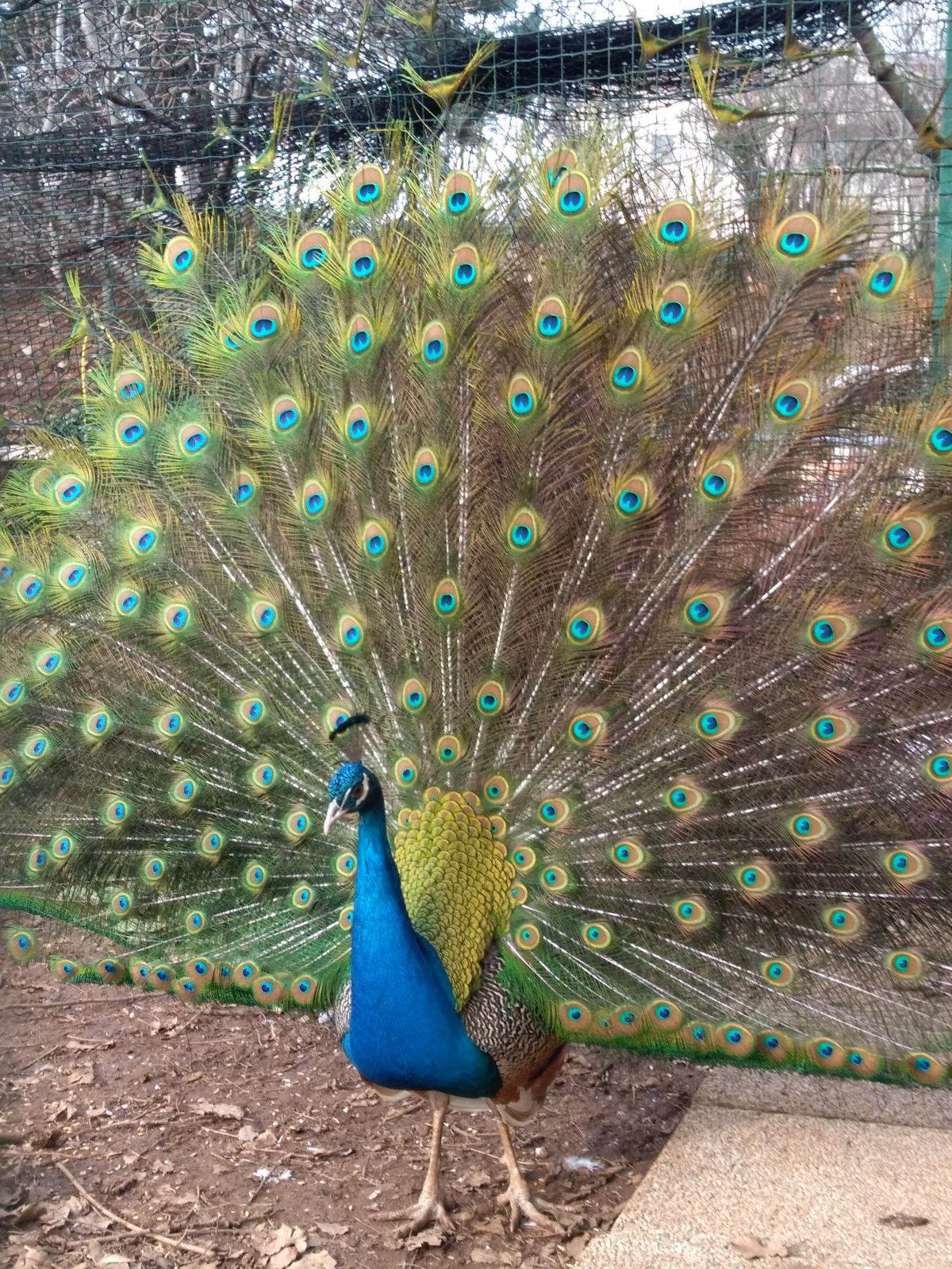 Prodajem kraljevskog pauna