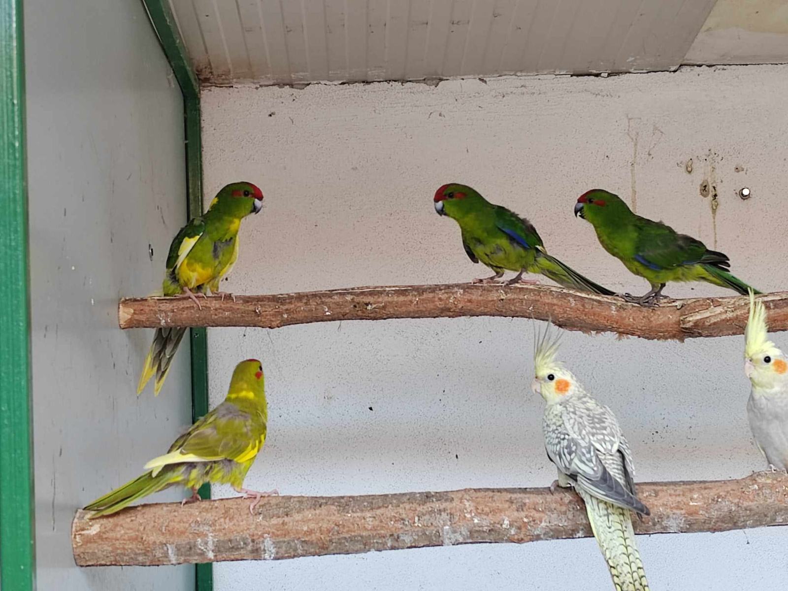 Prodajem mlade KAKARIKI papagaje- Kozice