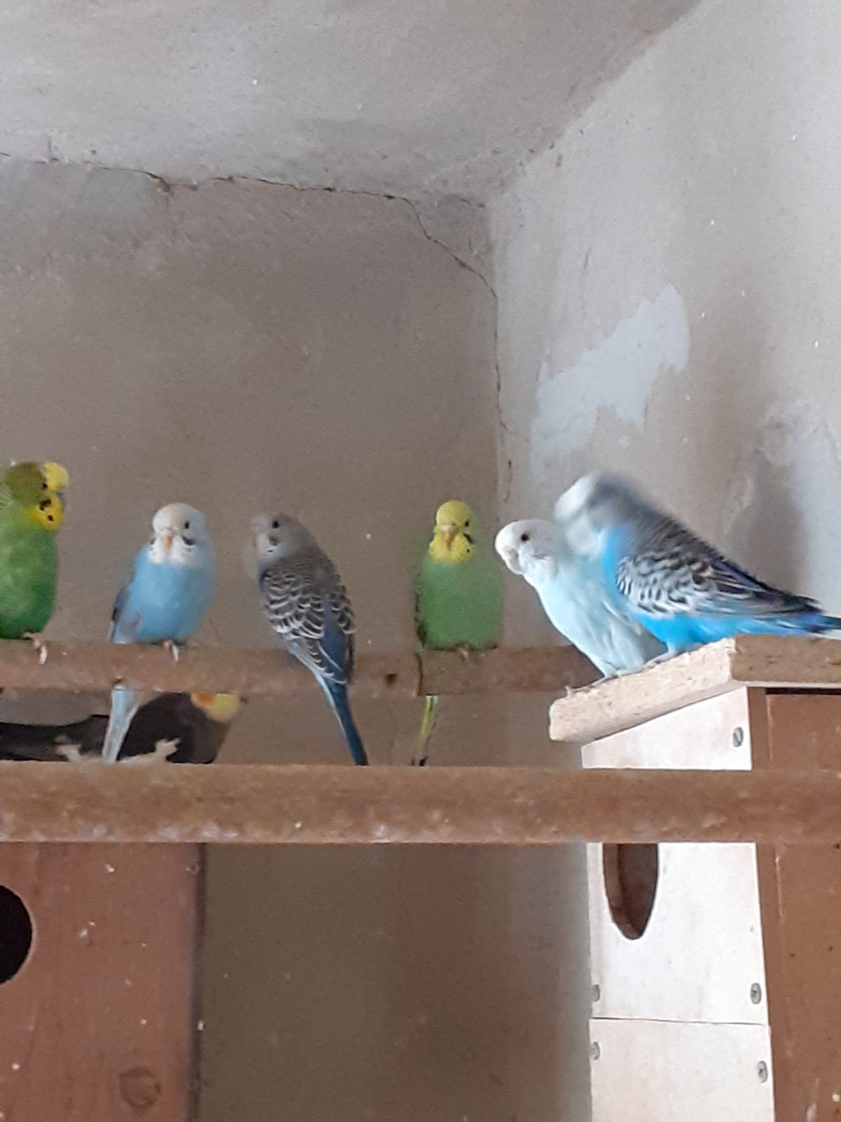 Prodajem mlade papige tigrice