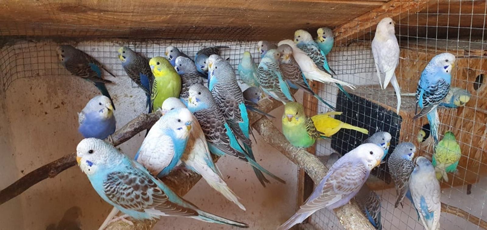 Prodajem mlade papigice TIGRICE