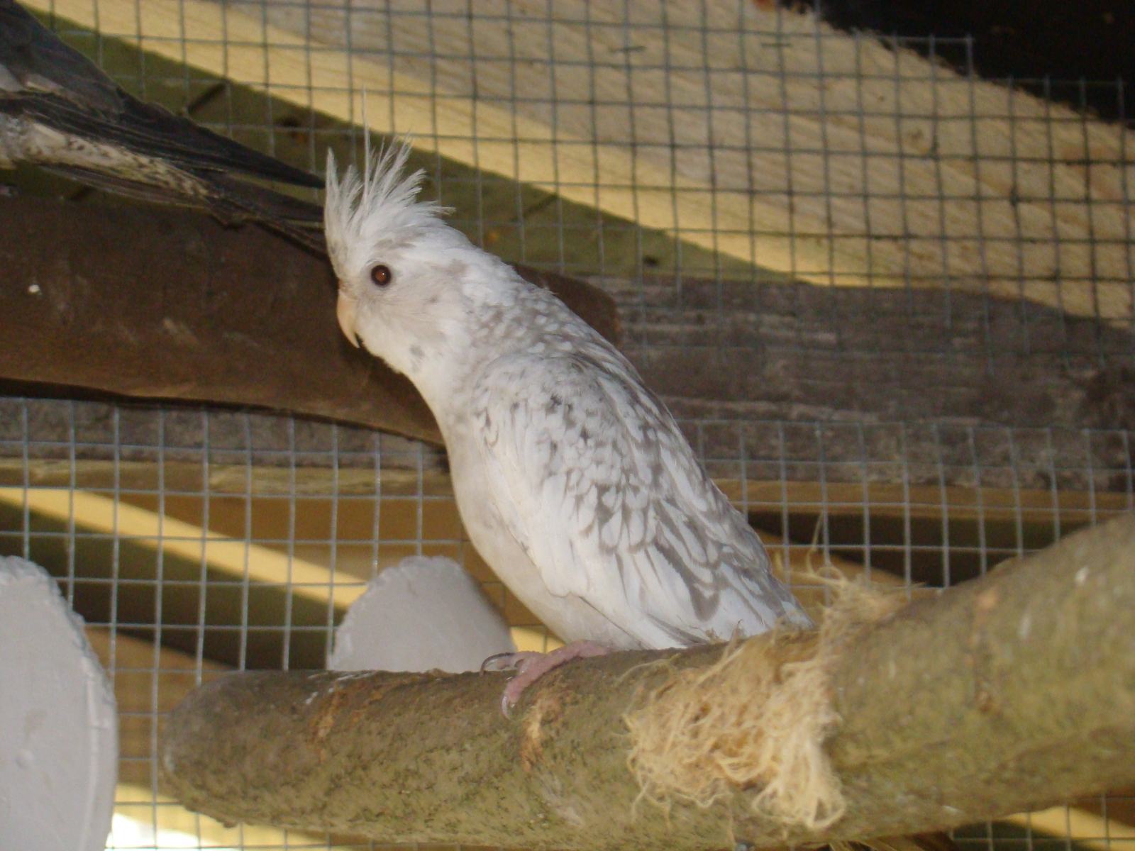 Prodajem nimfe i tigrice