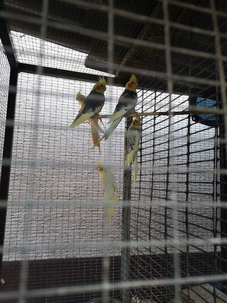 Prodajem papige nimfe