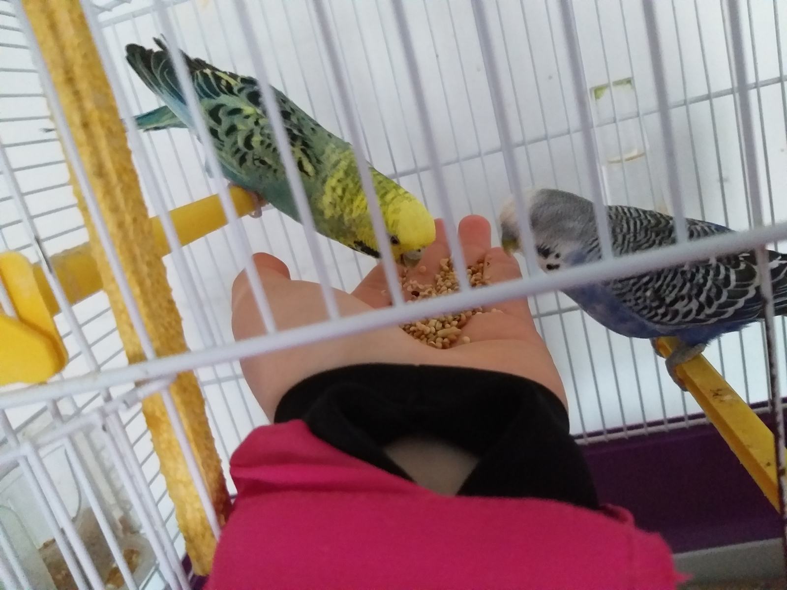 Prodajem papige tigrice(par)