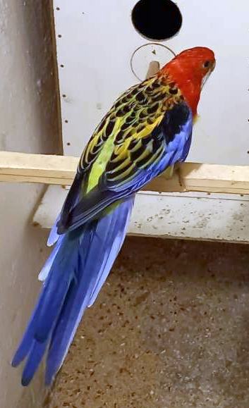 Prodajem PAPIGE - tigrice, rozele, nimfe