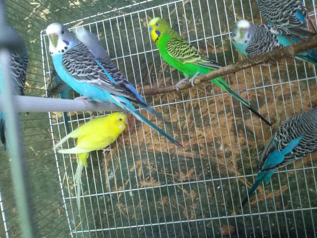 Prodajem papige tigrice