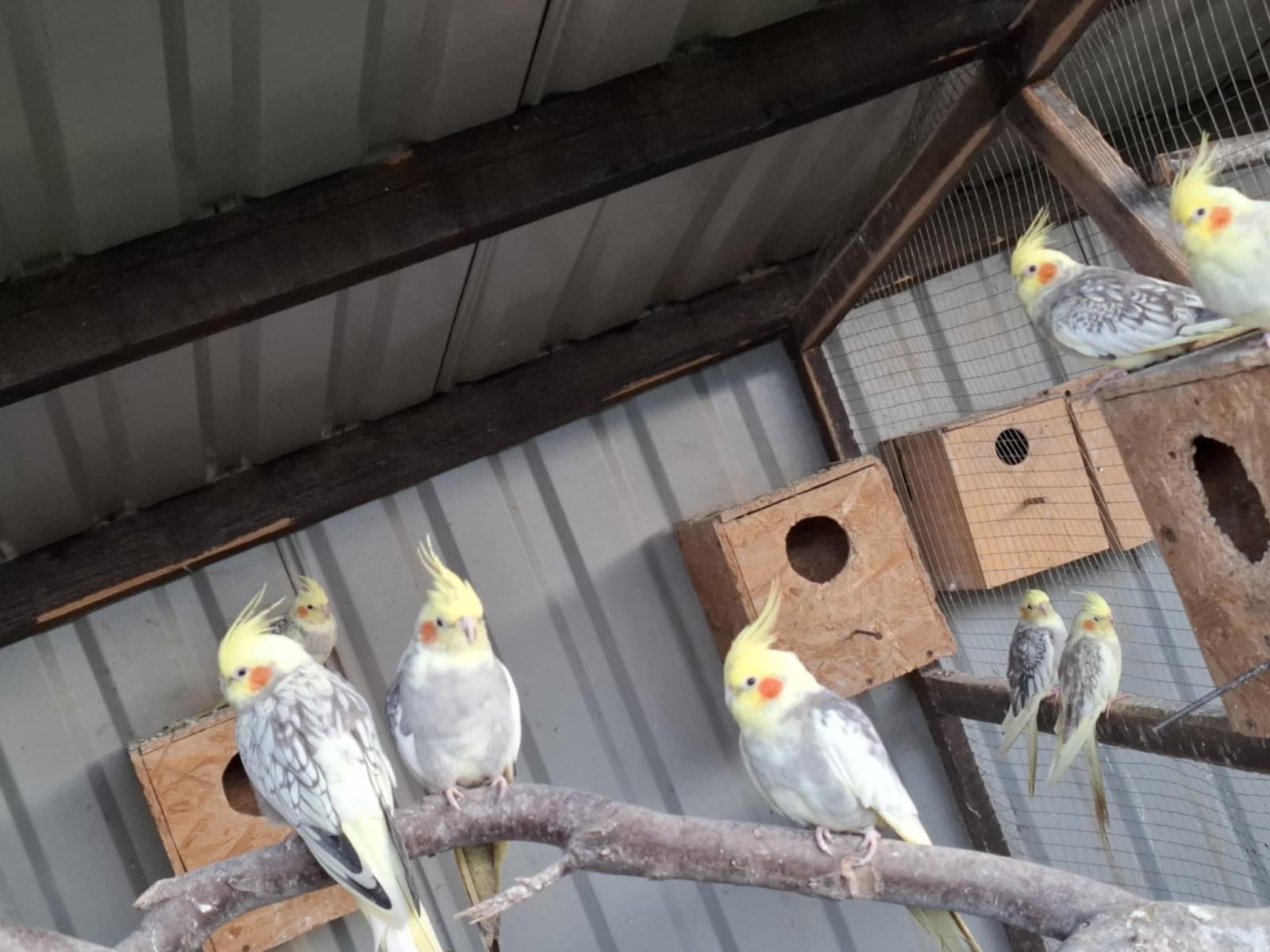 Prodajem papige više vrsta