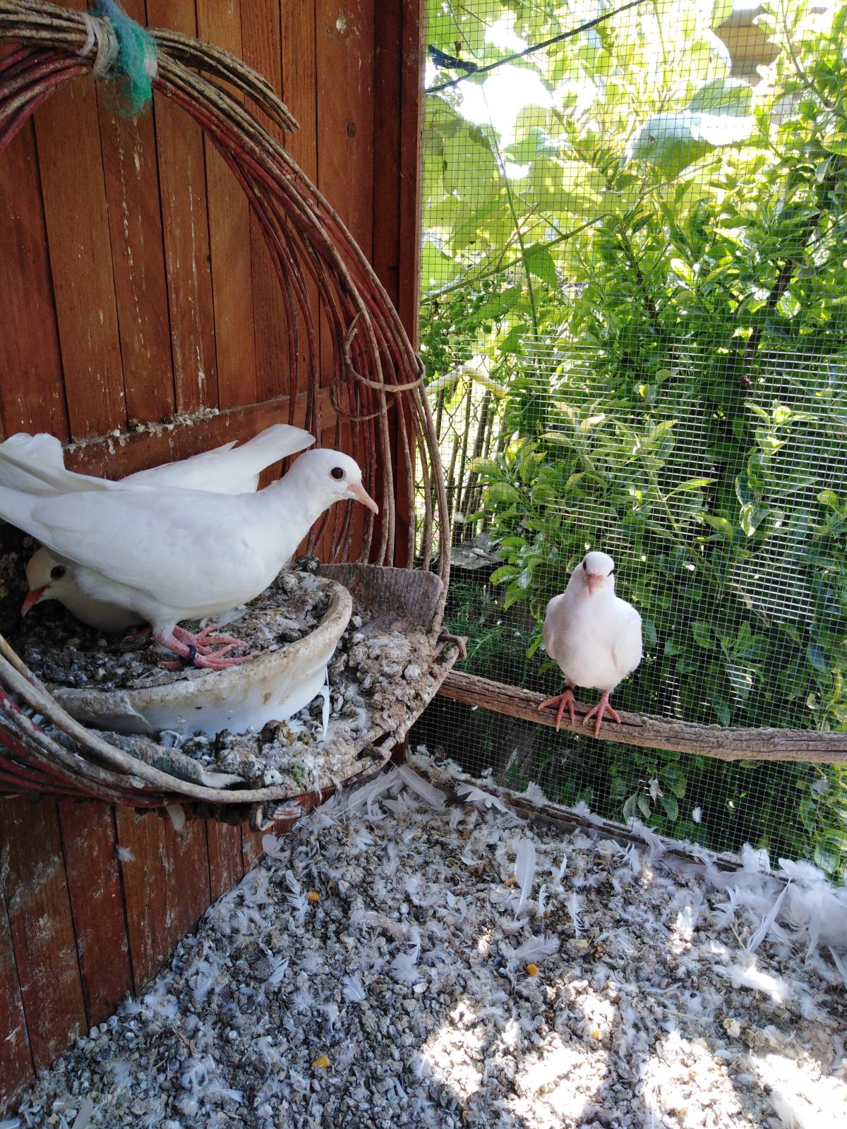 Prodajem bijele grlice