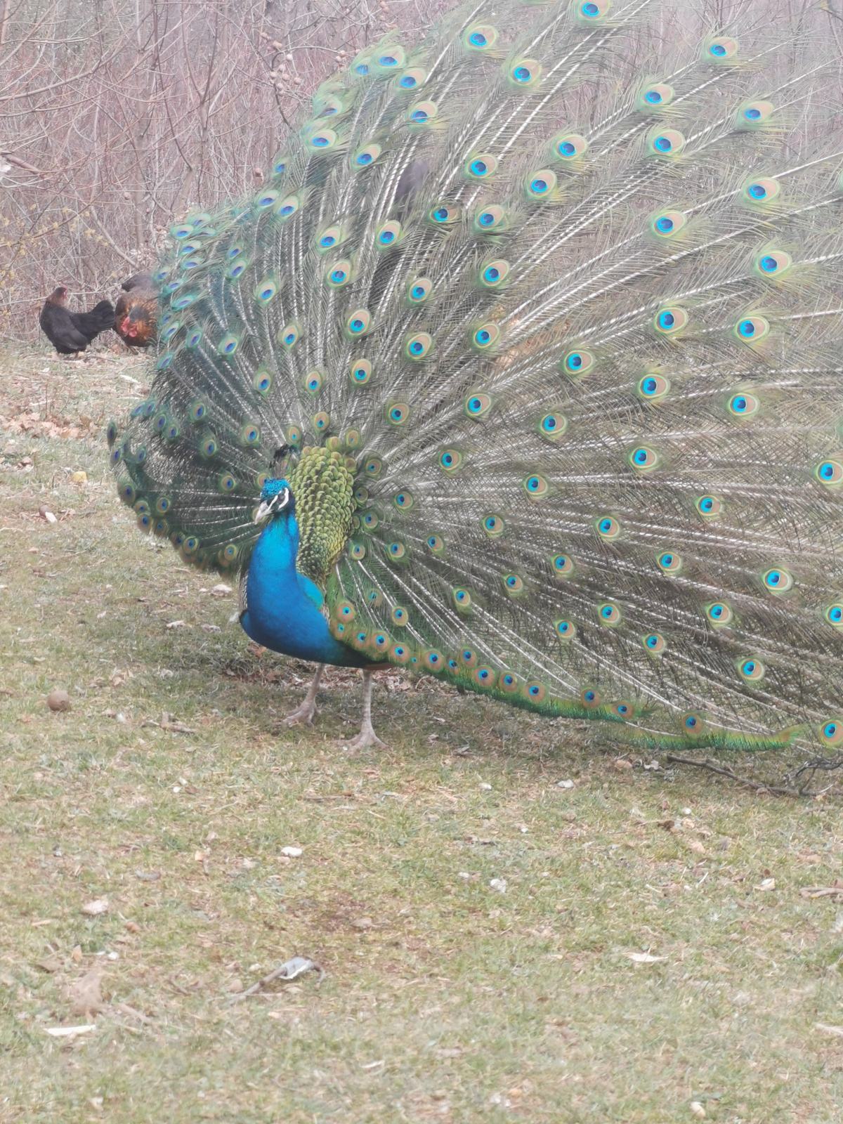 Prodajem Pauna i paunicu