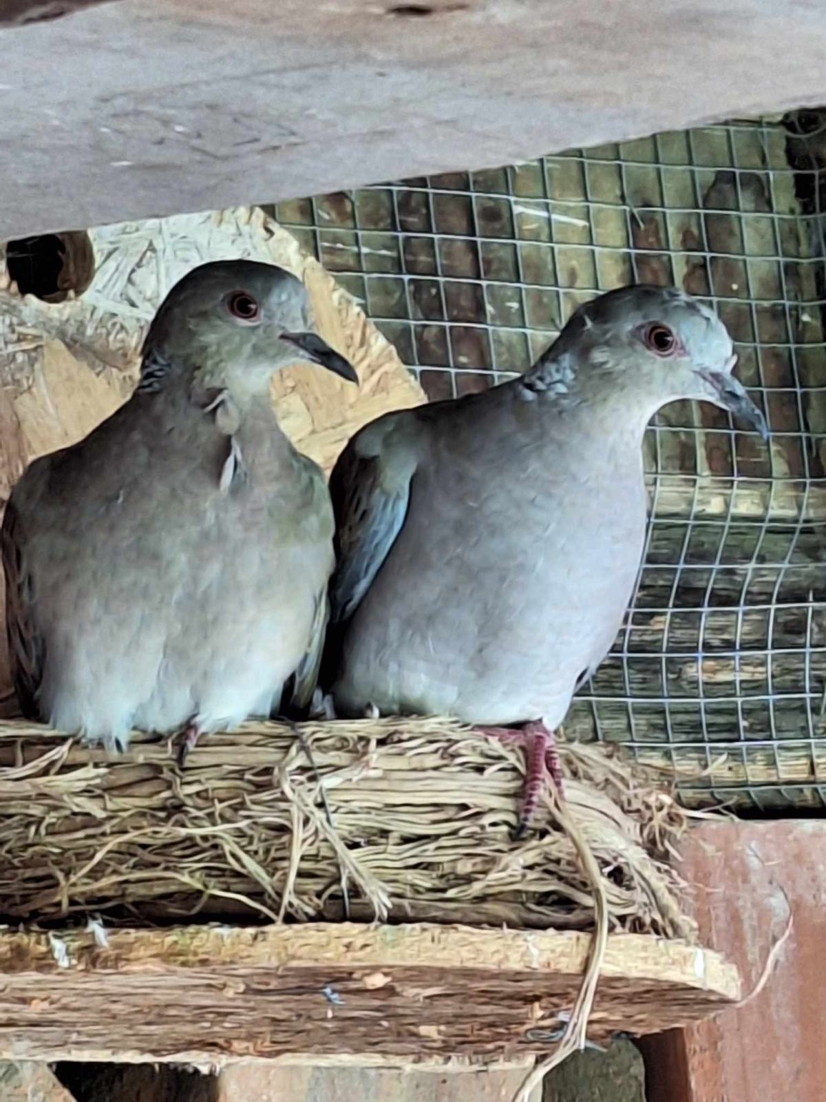Radni parovi nimfi, fišera, divljih grlica i srebrenih fazana