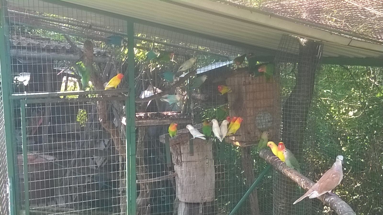 PAPIGE ROSENKOLIS I FISHERI