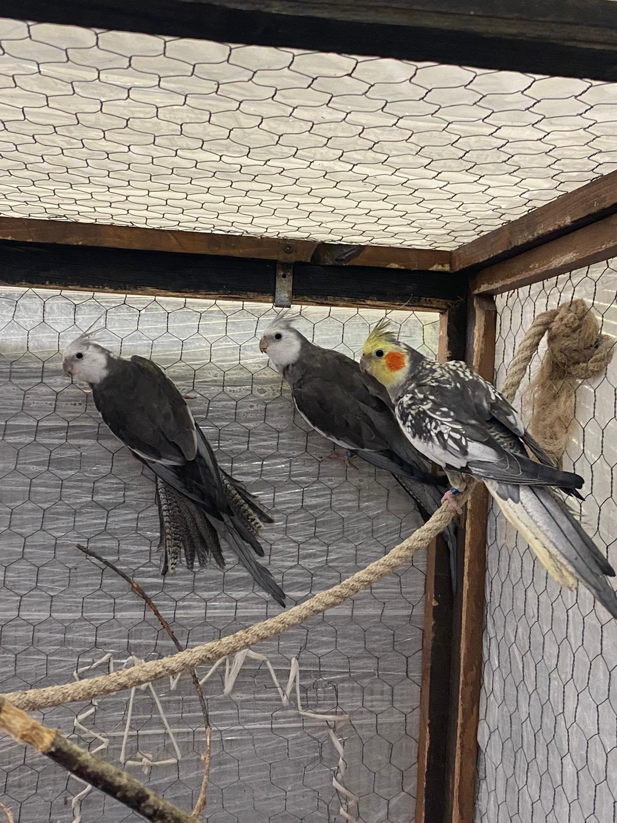 Prodajem polupitome nimfe