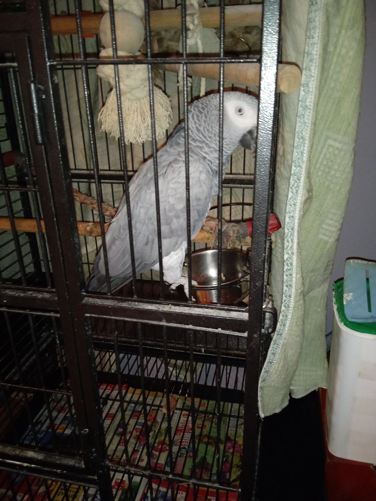 Prodajem ŽAKO PAPIGU S VOLIJEROM KAVEZOM