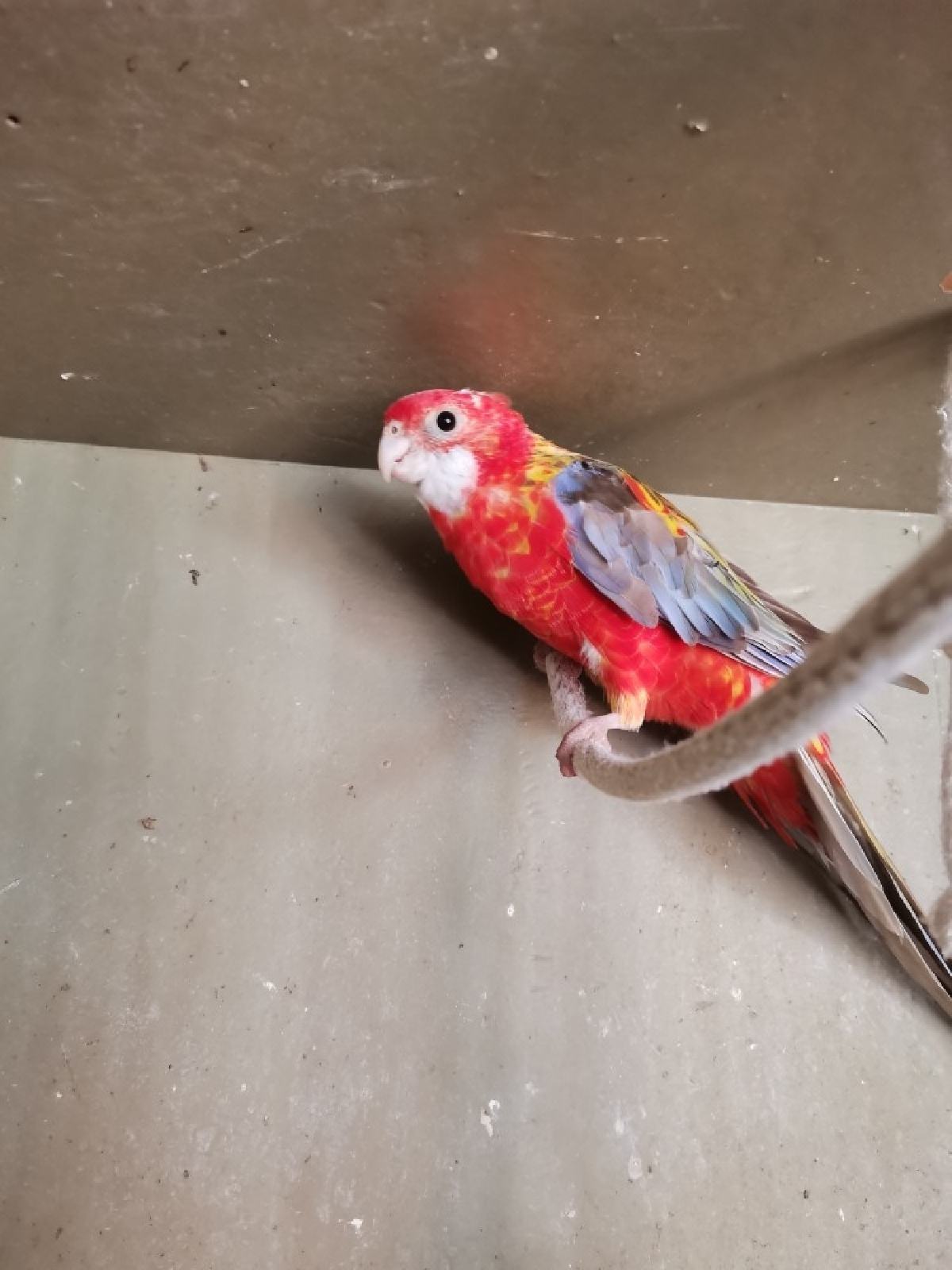 prodaju se papige rozela i fišeri