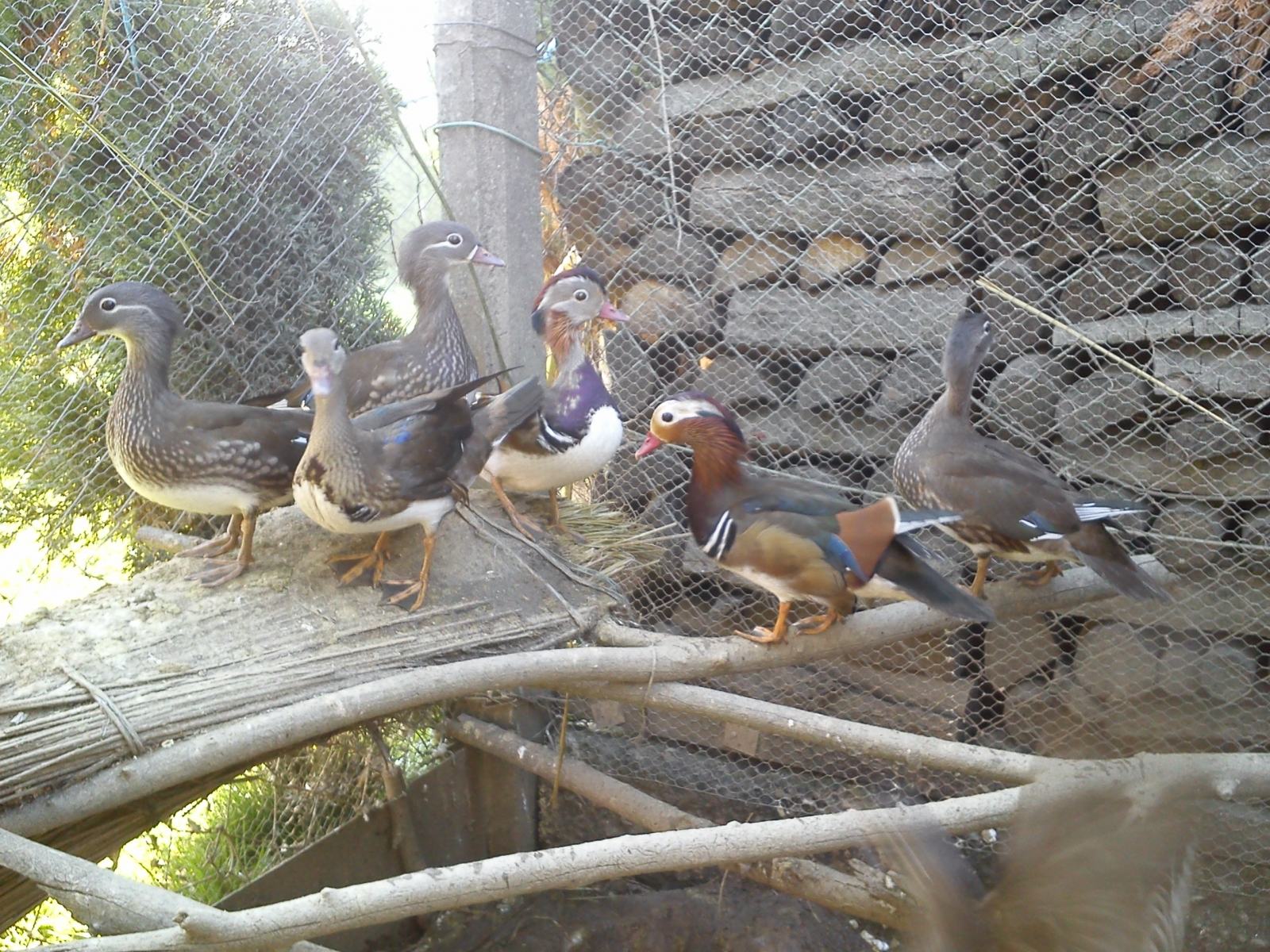 Prodaju se patke mandarinke