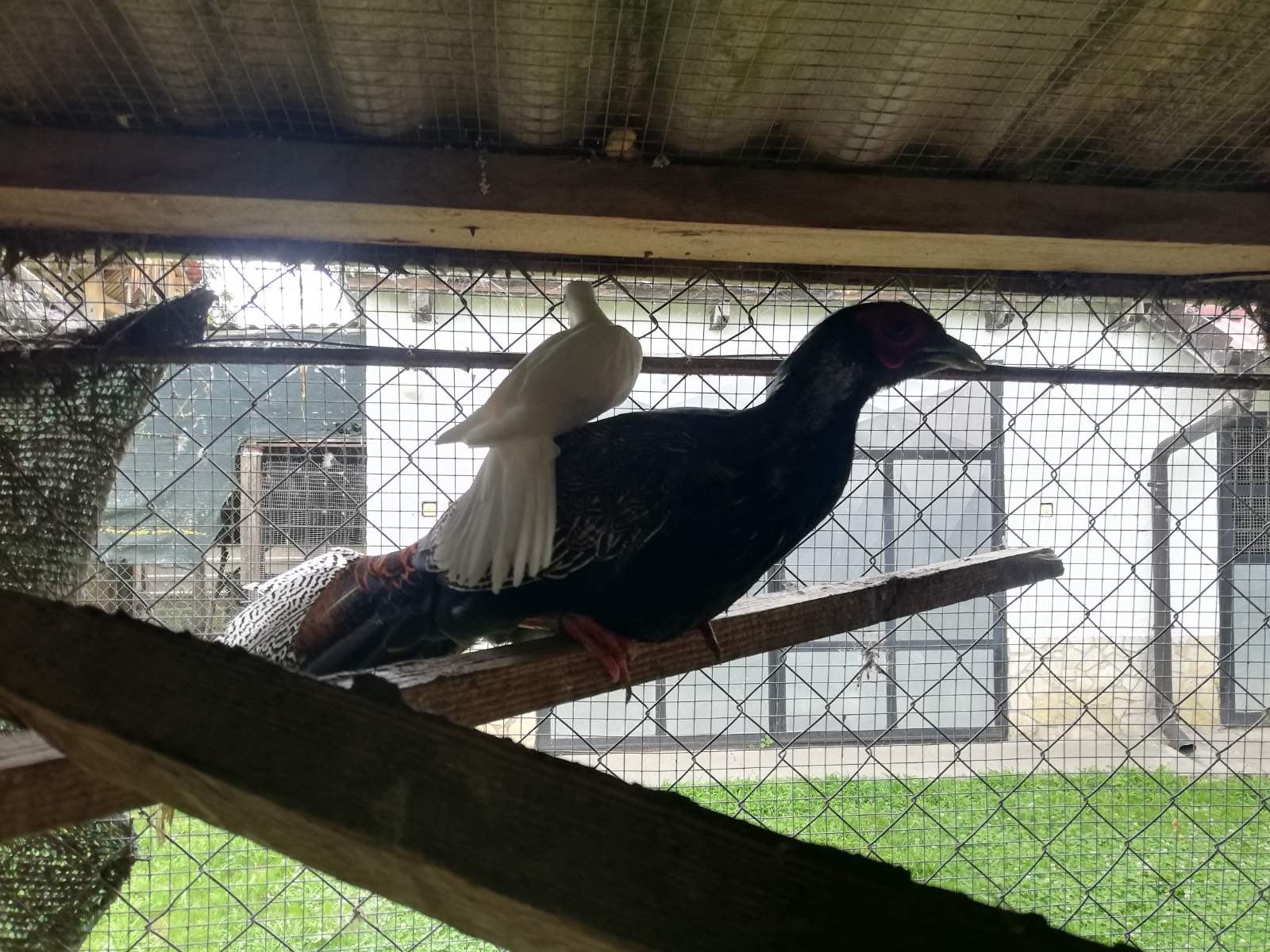 Prodaju se Zlatni i Dijamantni fazani