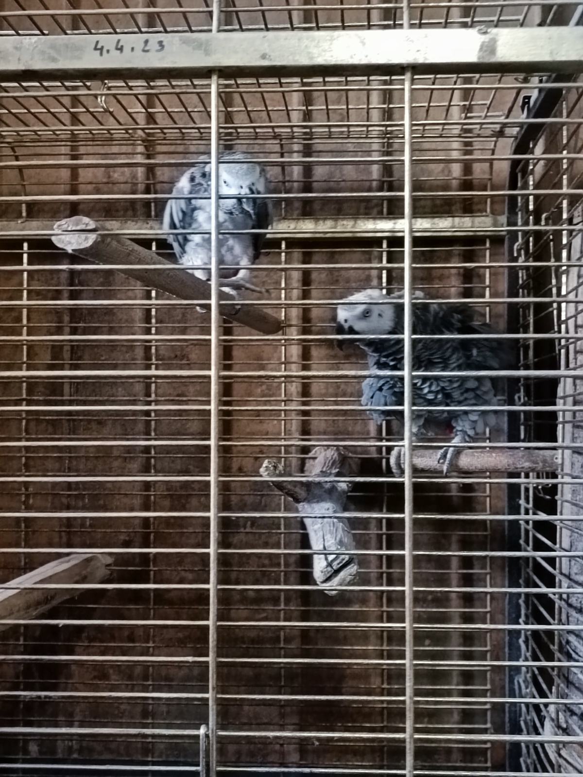 PRODAM VEČ VRST PTIC ljubiteljske reje