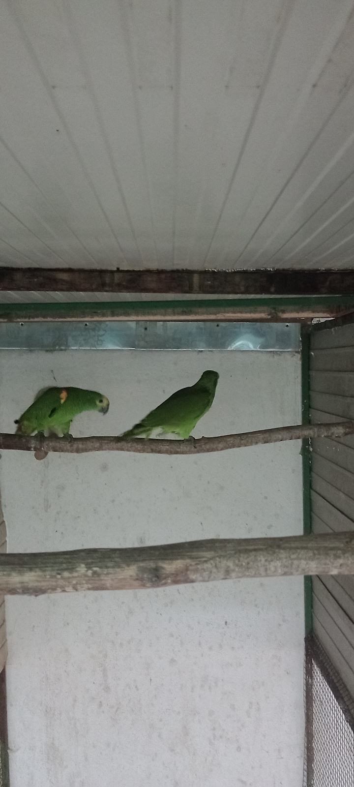 Ptice i papige 500eura komad