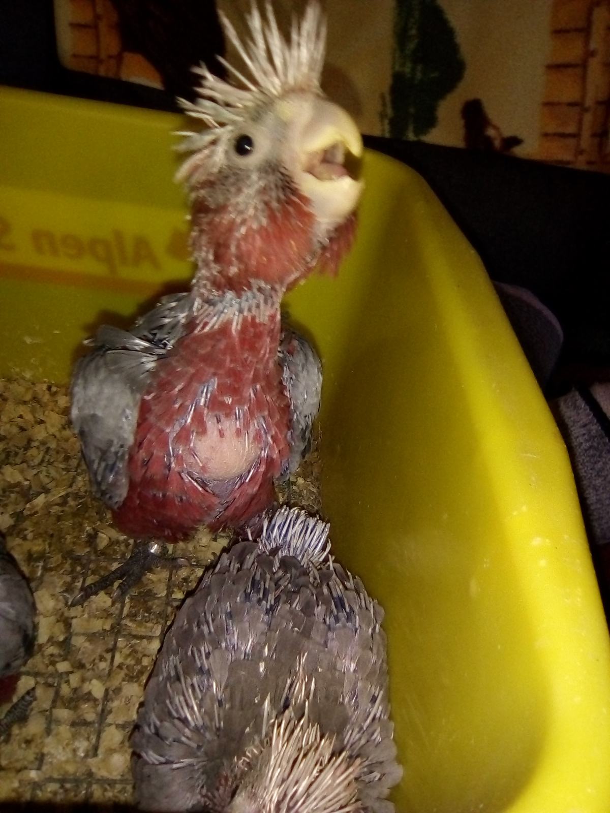 ROZI KAKADUI RUCNO HRANJENI